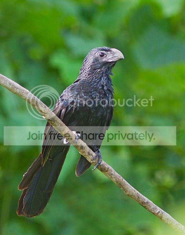 Birds in El Salvador - FM Forums